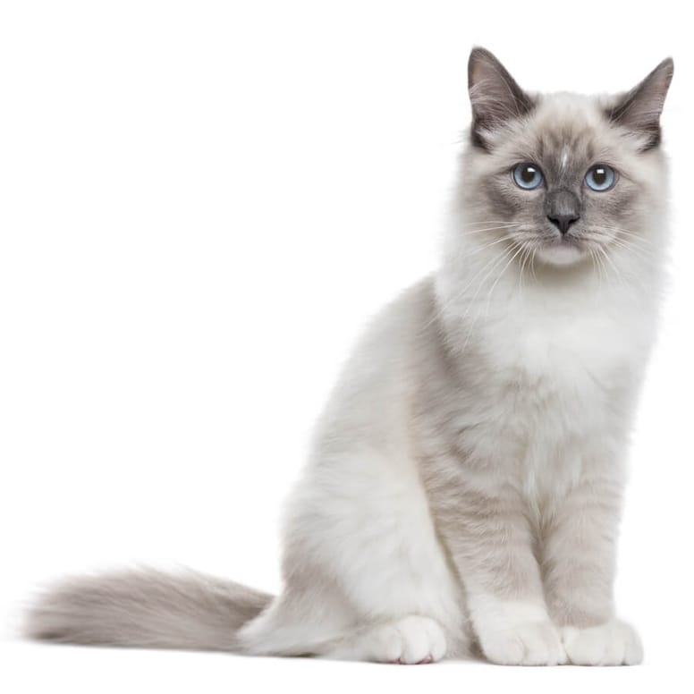 Kot neva masquerade: wygląd, cena, charakter rasy